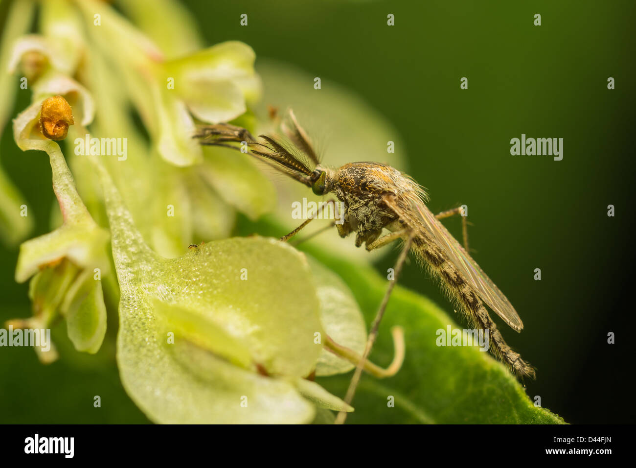 Mosquito feeding hi-res stock photography and images - Alamy