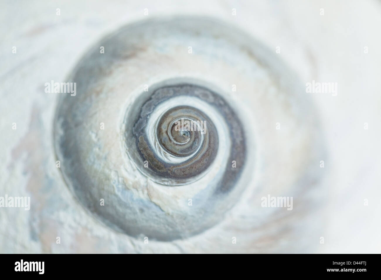 Moon shell hi-res stock photography and images - Alamy