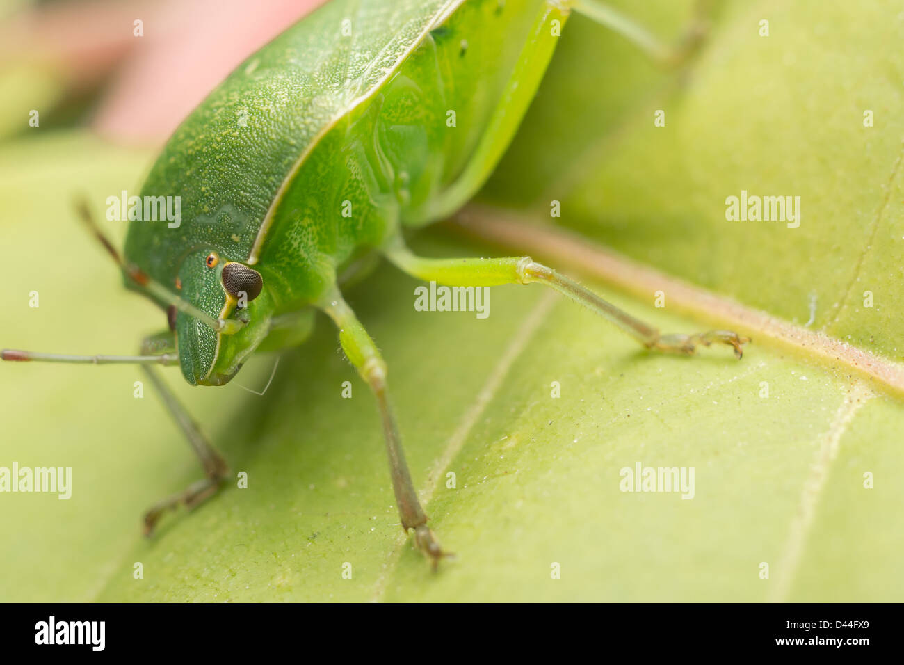 Green Shield Bug Stock Photo - Alamy