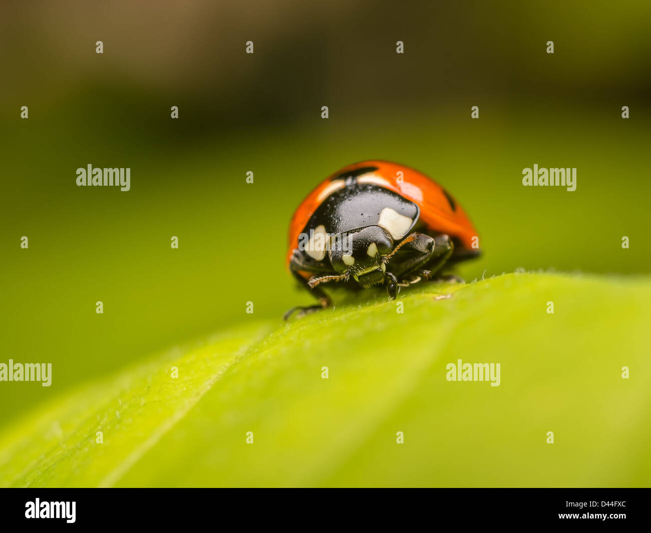 Ladybug species hi-res stock photography and images - Alamy