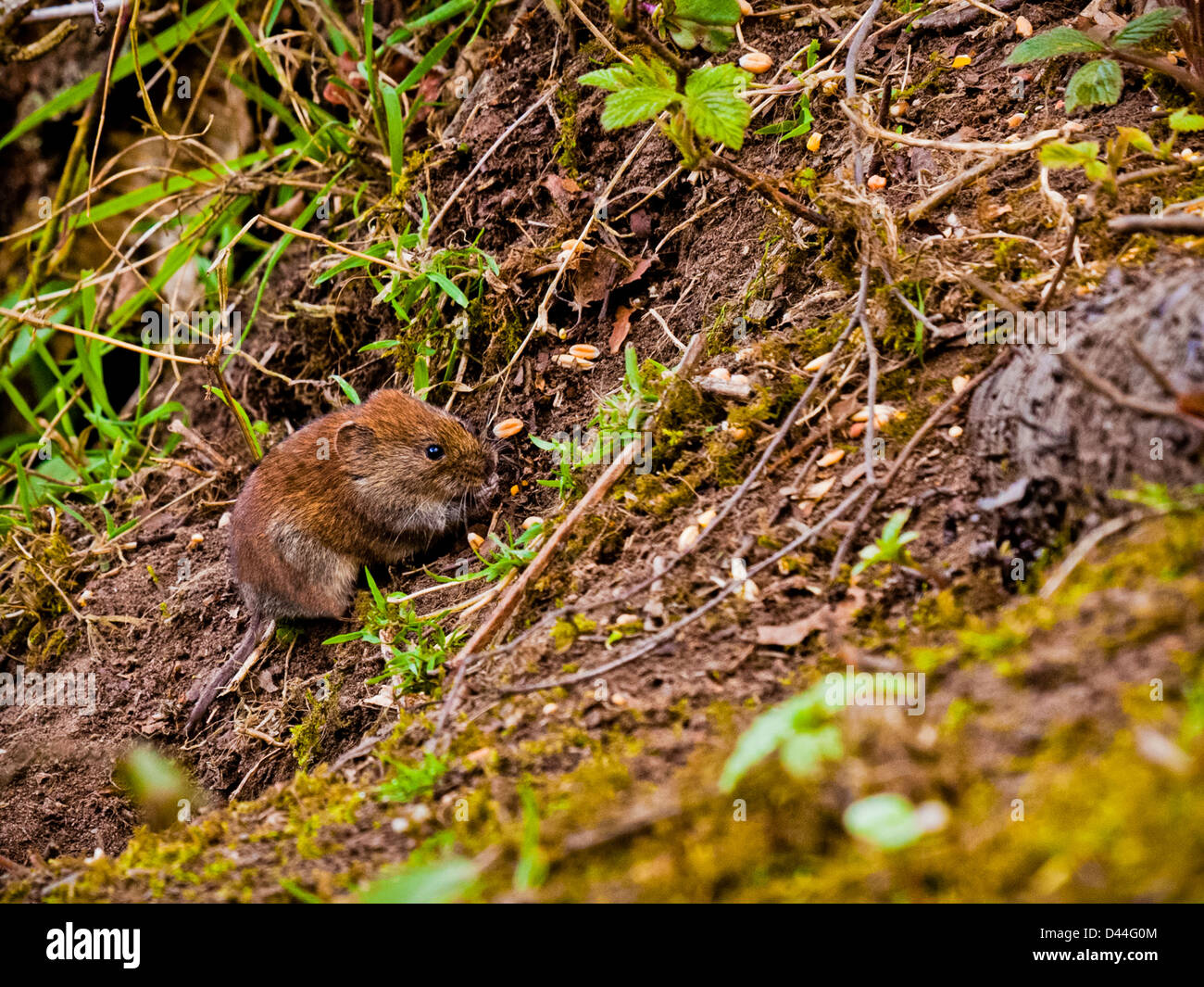 The Bank Vole (Myodes glareolus Stock Photo - Alamy
