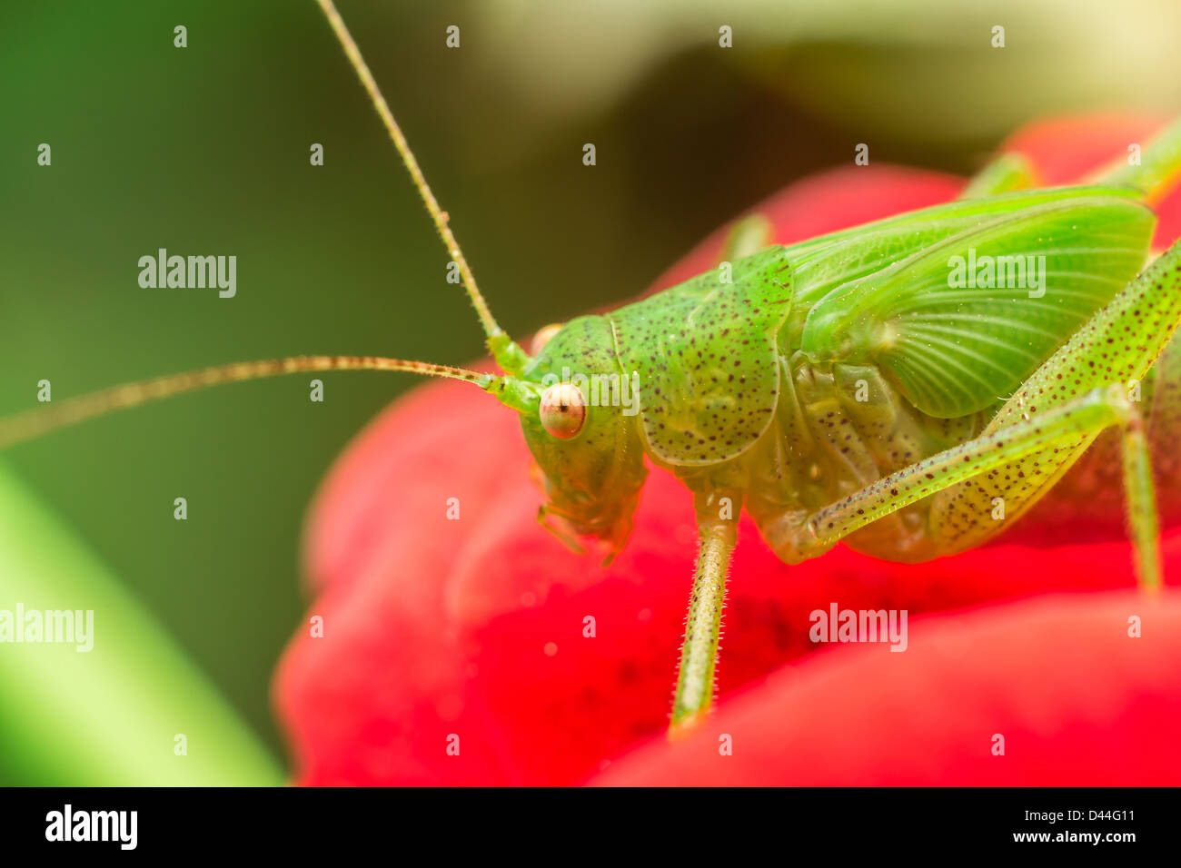 Cricket legs insect hi-res stock photography and images - Alamy