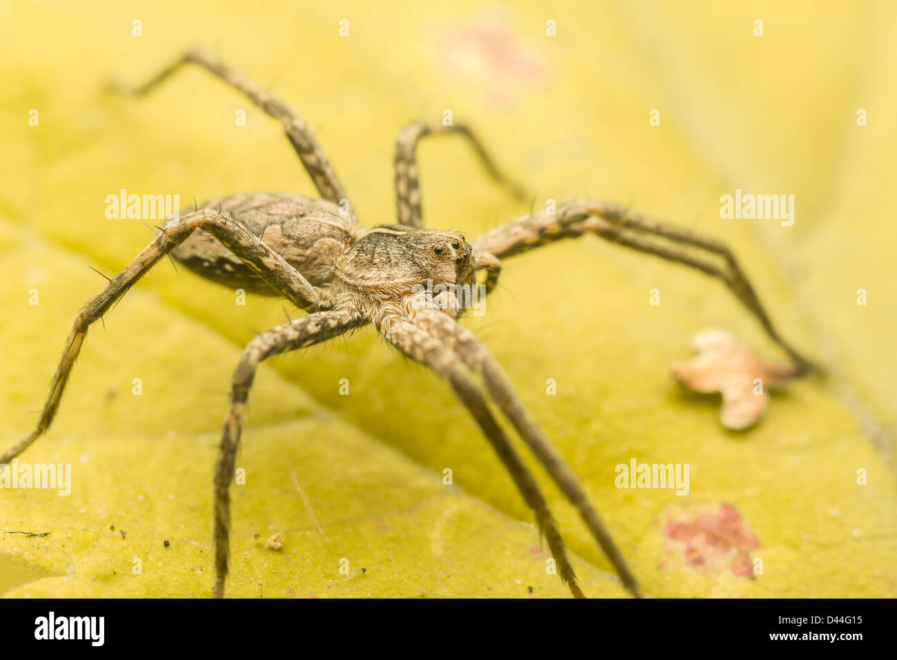 Spider attack hi-res stock photography and images - Alamy