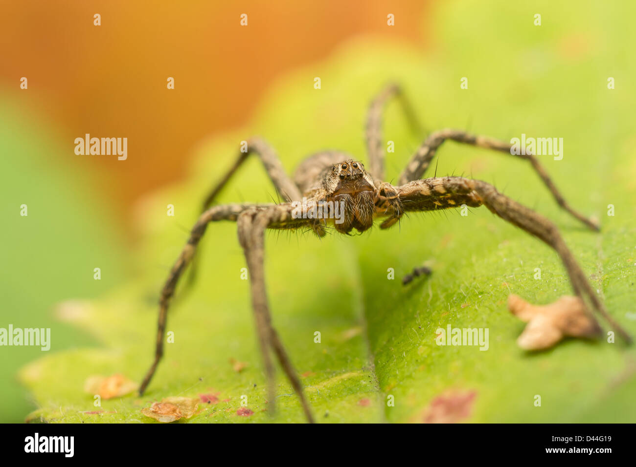 Jumping spider attacking prey hi-res stock photography and images - Alamy