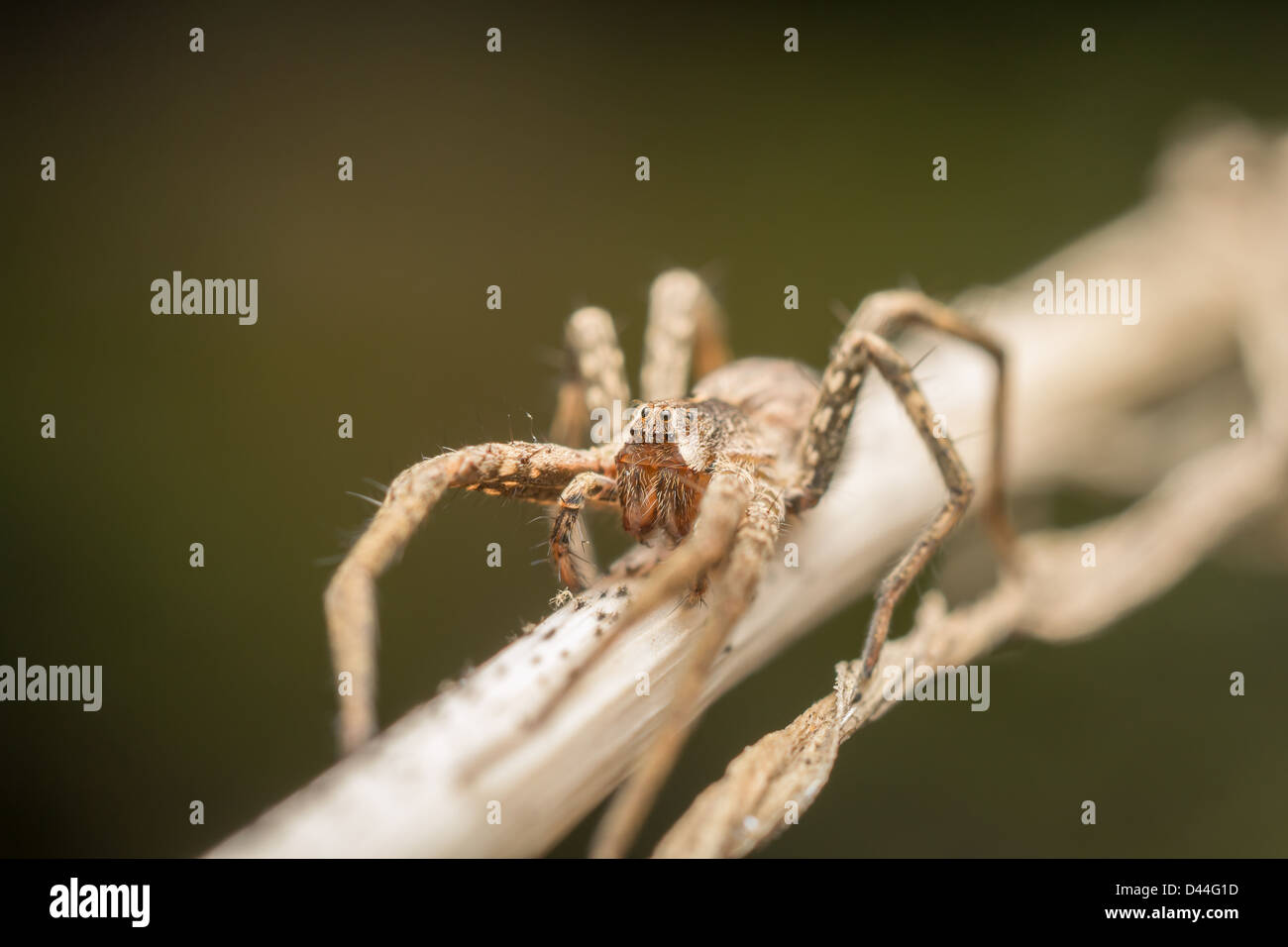 Jumping spider attacking prey hi-res stock photography and images - Alamy