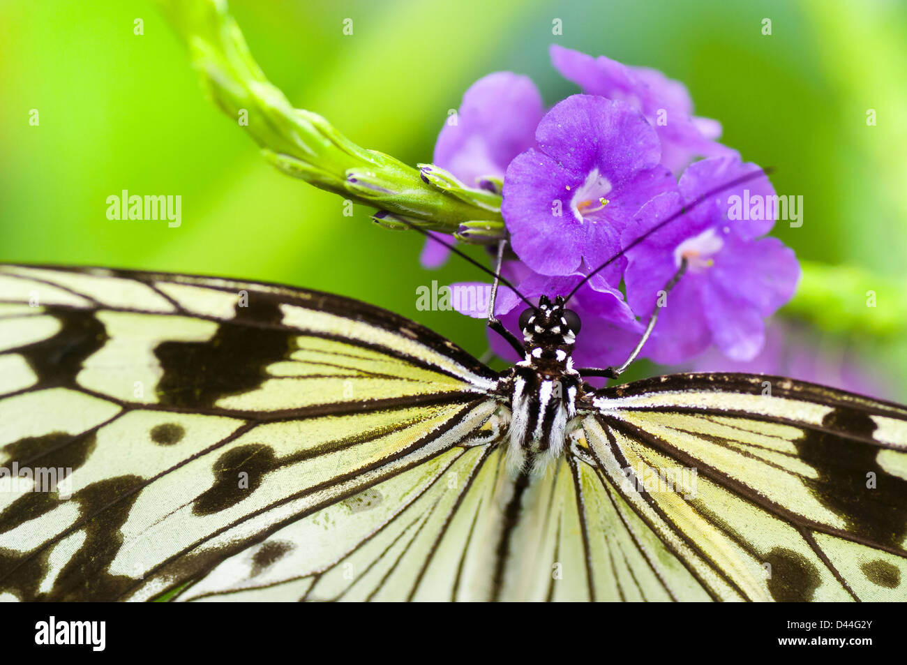 Butterfly close up Stock Photo - Alamy