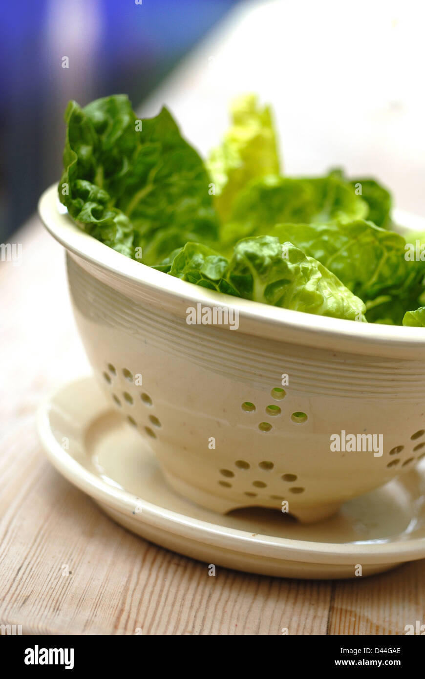 Fresh lettuce in a white collander Stock Photo - Alamy