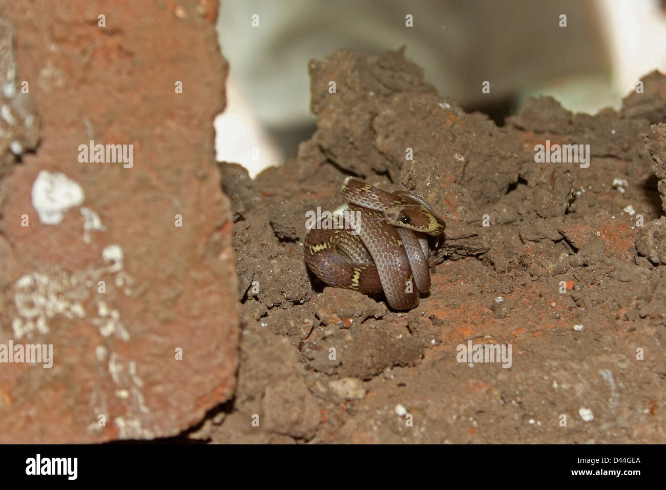 Common wolf snake, Lycodon aulicus Stock Photo - Alamy