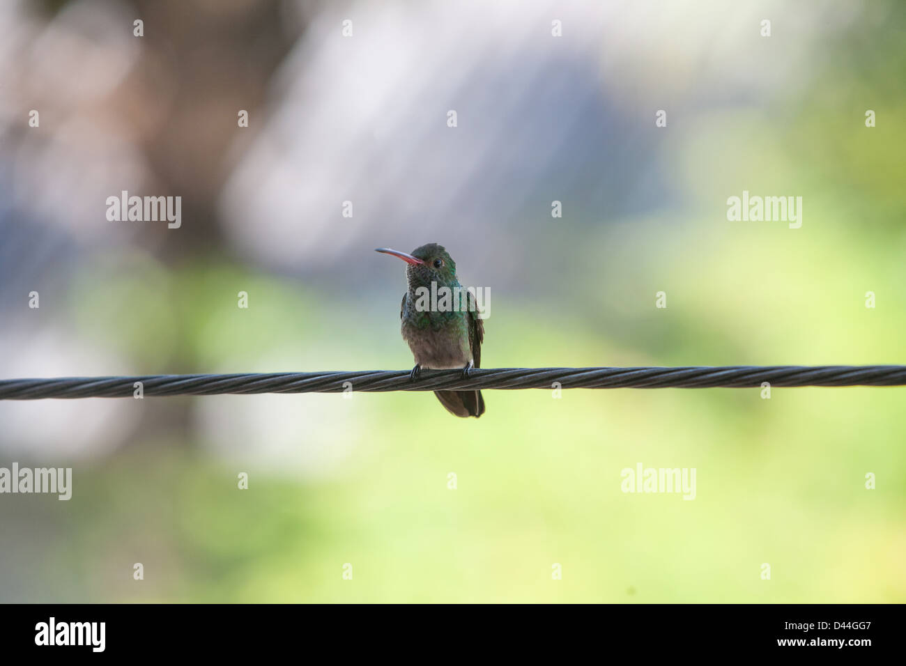 Hummingbird on a wire hi-res stock photography and images - Alamy
