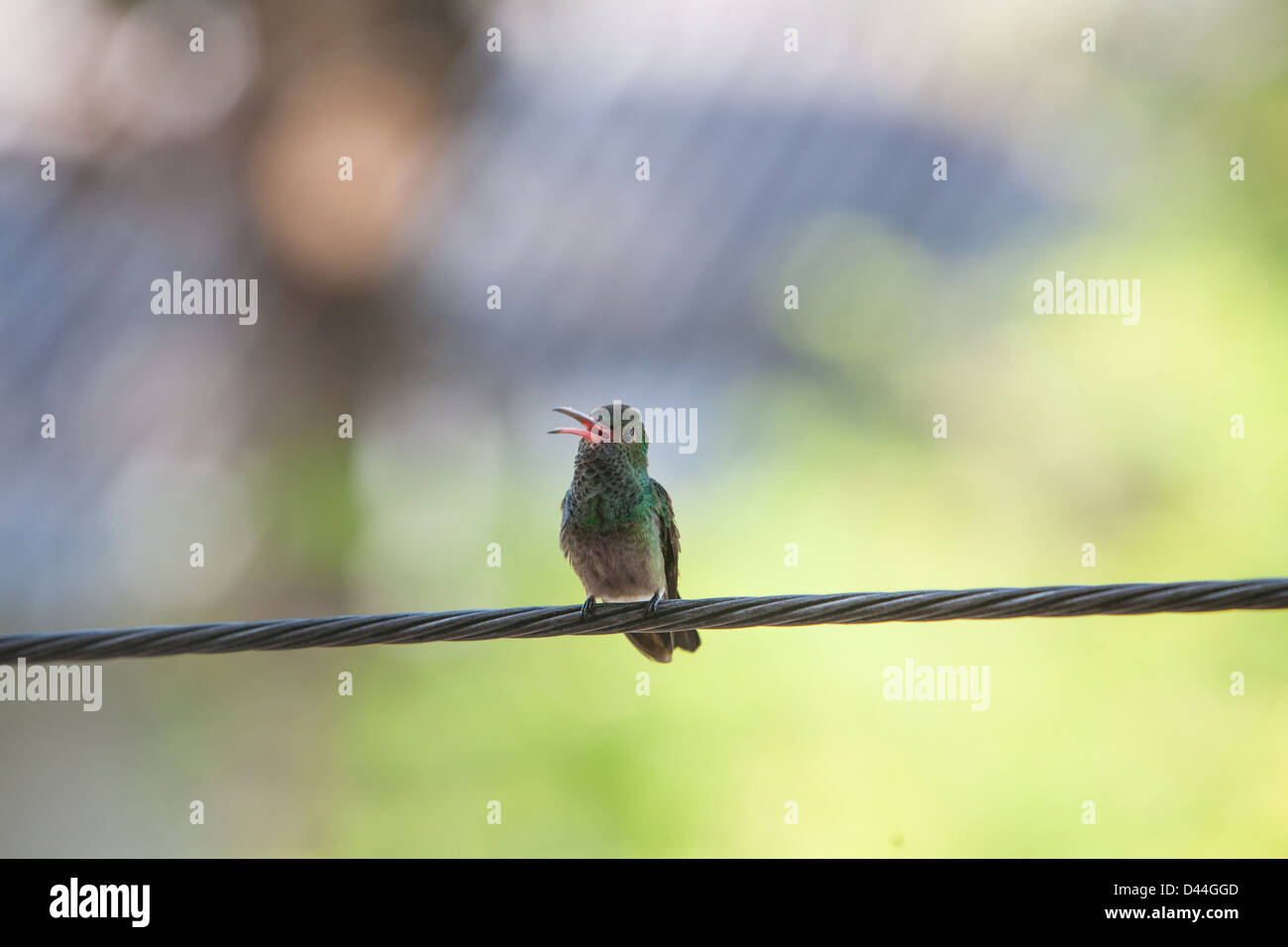 Hummingbird with open beak hi-res stock photography and images - Alamy