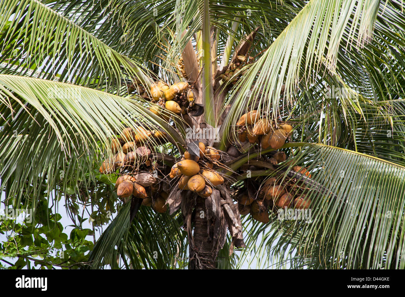 Coconuts hanging from a tree Stock Photo - Alamy Coconuts hanging from a tree Stock Photo - Alamy