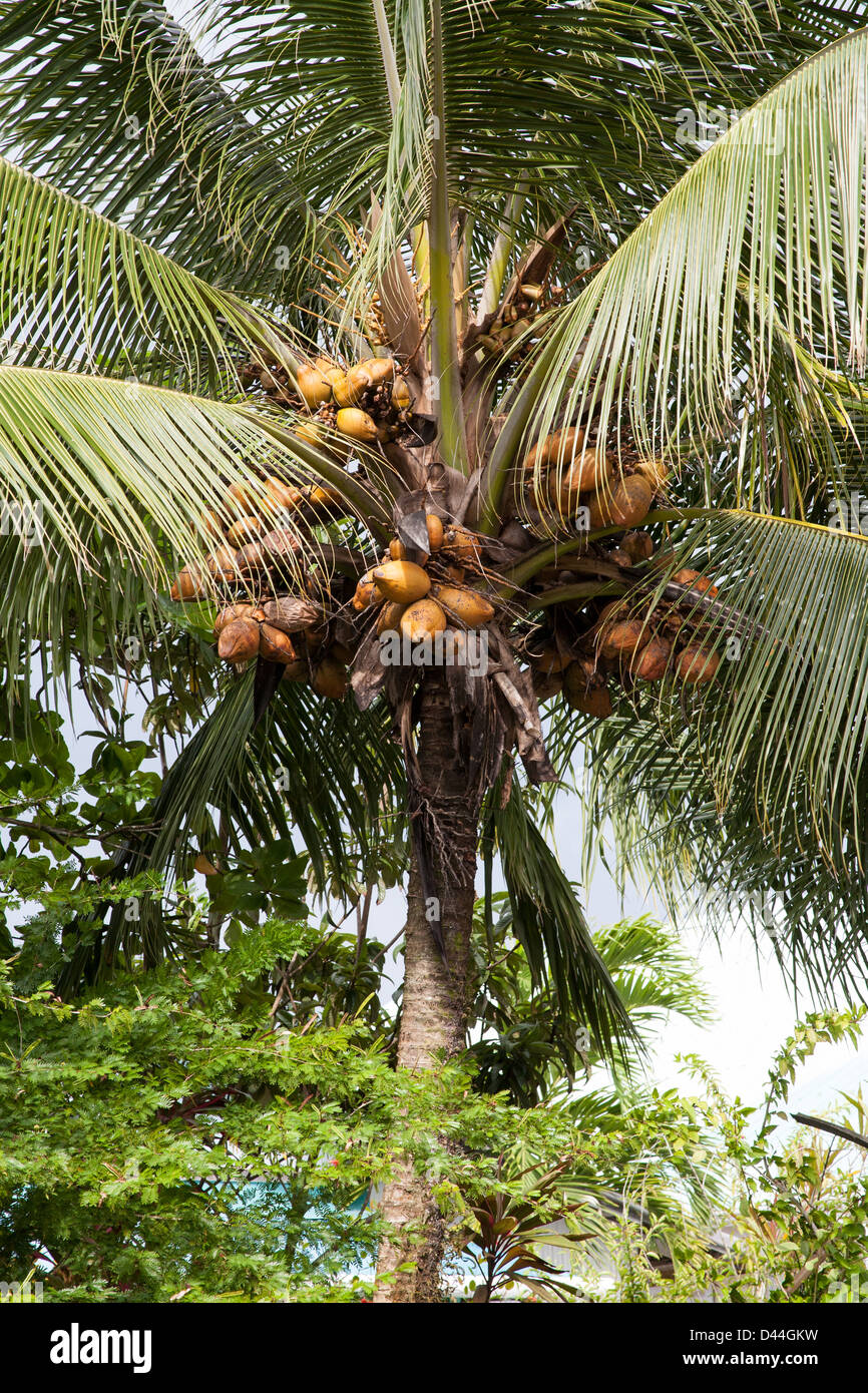 Coconuts hanging from tree hi-res stock photography and images - Alamy