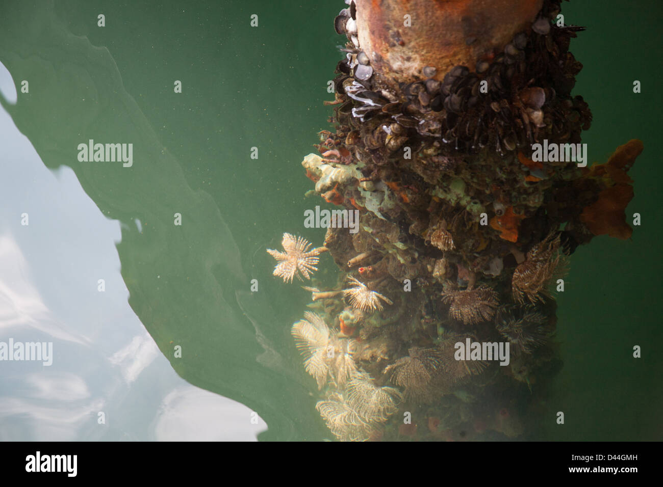 Barnacle attached hi-res stock photography and images - Alamy