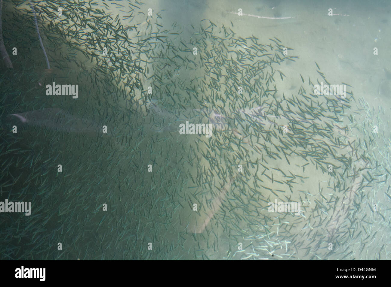 Large school of small fish in dirty saltwater that has a film on top of ...