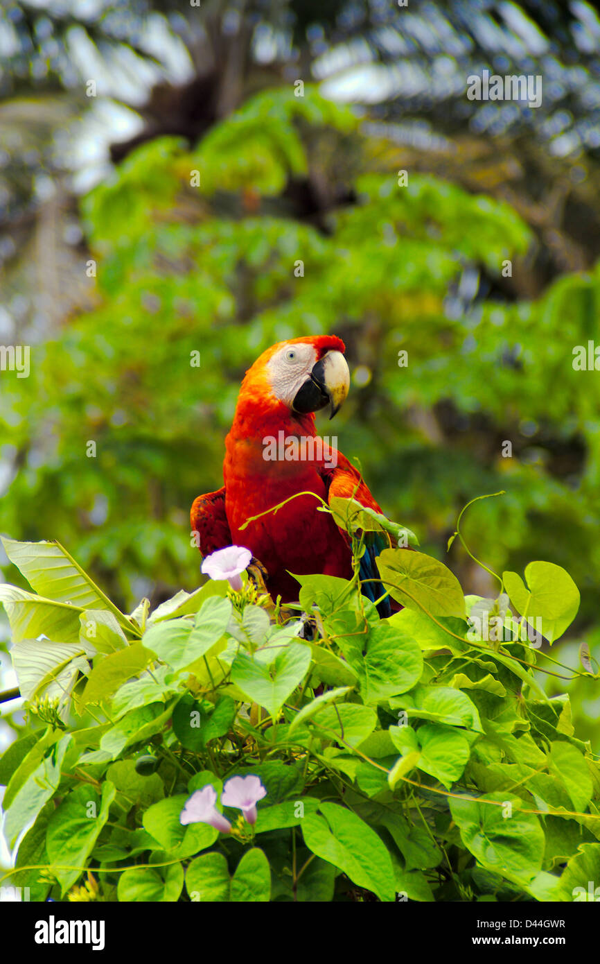 Ara chloroptera amazon birds hi-res stock photography and images - Alamy