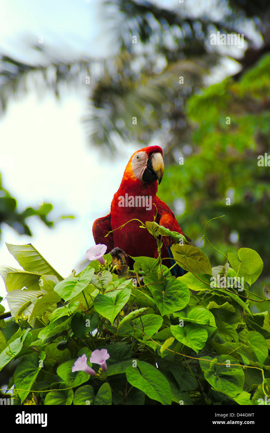 Ara chloroptera amazon birds hi-res stock photography and images - Alamy