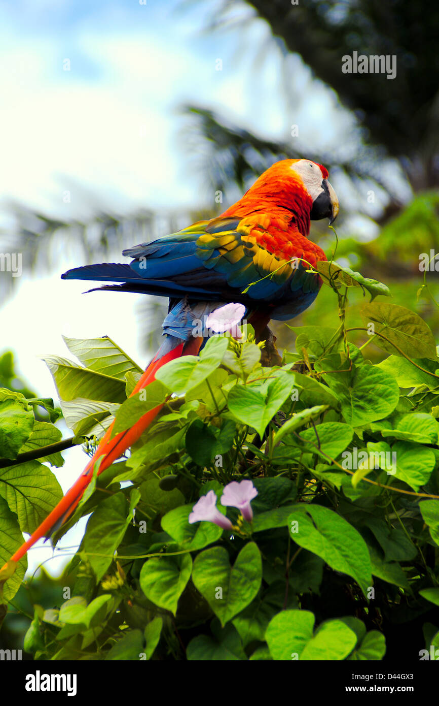 Ara chloroptera amazon birds hi-res stock photography and images - Alamy