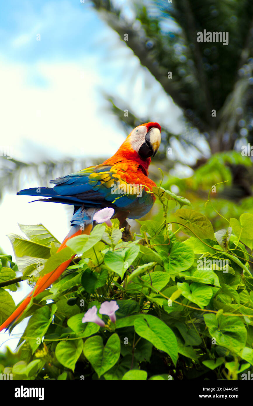 Ara chloroptera amazon birds hi-res stock photography and images - Alamy