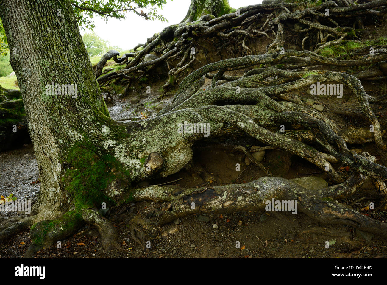 Roots hi res hi-res stock photography and images - Alamy