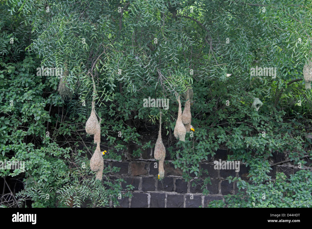 Baya Weaver Bird, Ploceus Philippinus Nest, India Stock Photo - Alamy