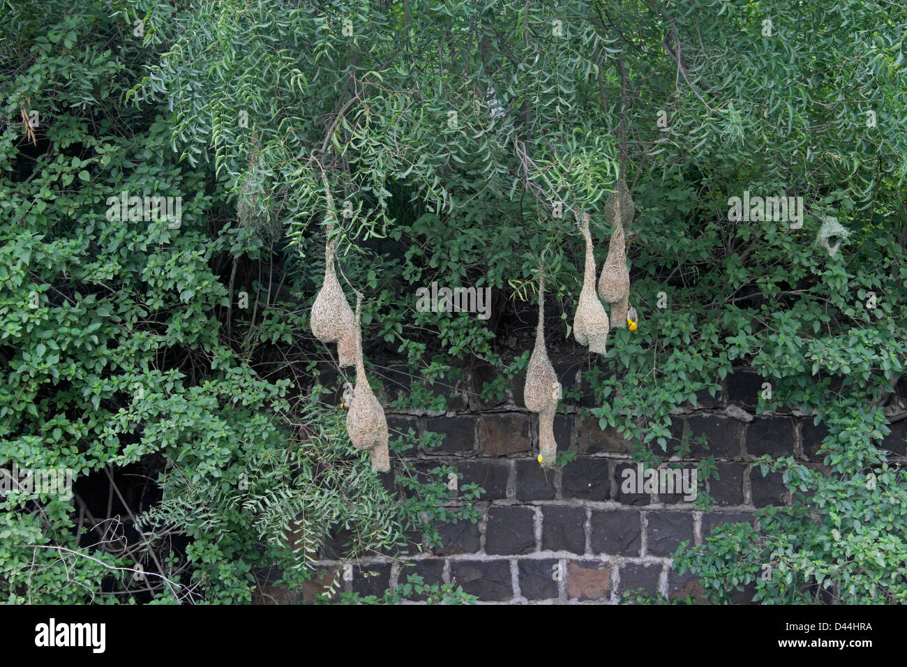 Baya Weaver Bird, Ploceus Philippinus Nest, India Stock Photo - Alamy