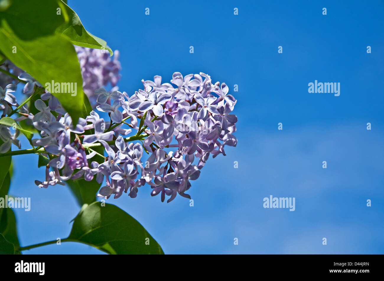 spray of a light blue purple lilac flower against a bright blue sky ...