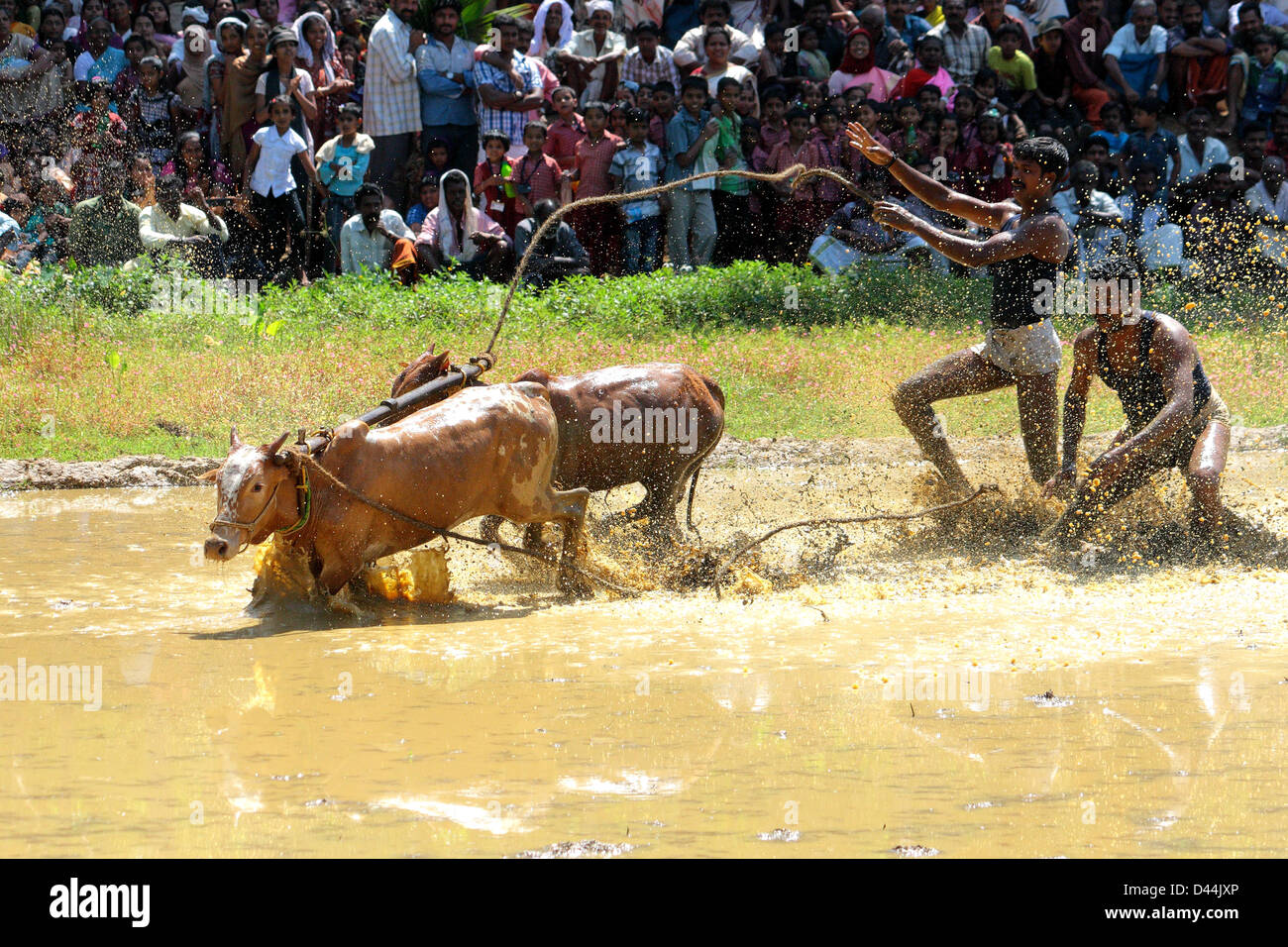 Maramadi, ox race or Bull Surfing in Kerala, India Stock Photo - Alamy