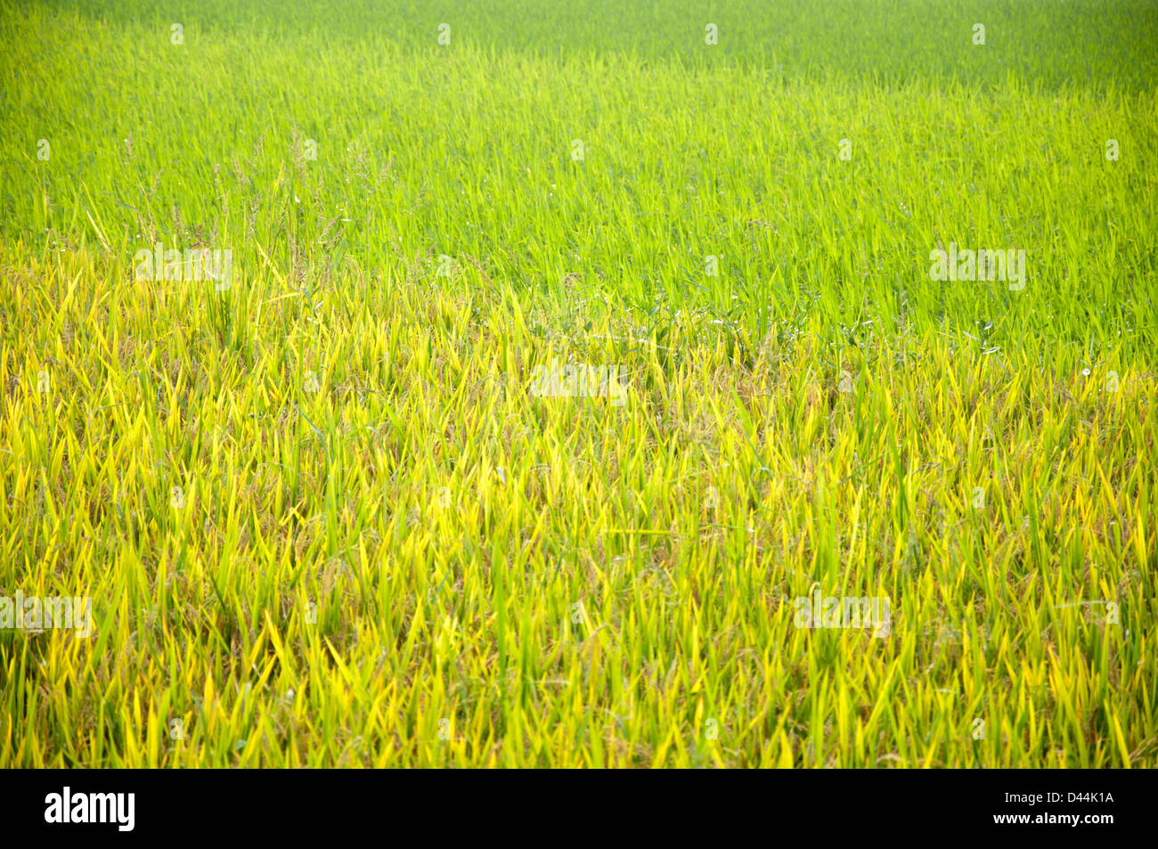 Rice and rice seedlings Stock Photo - Alamy
