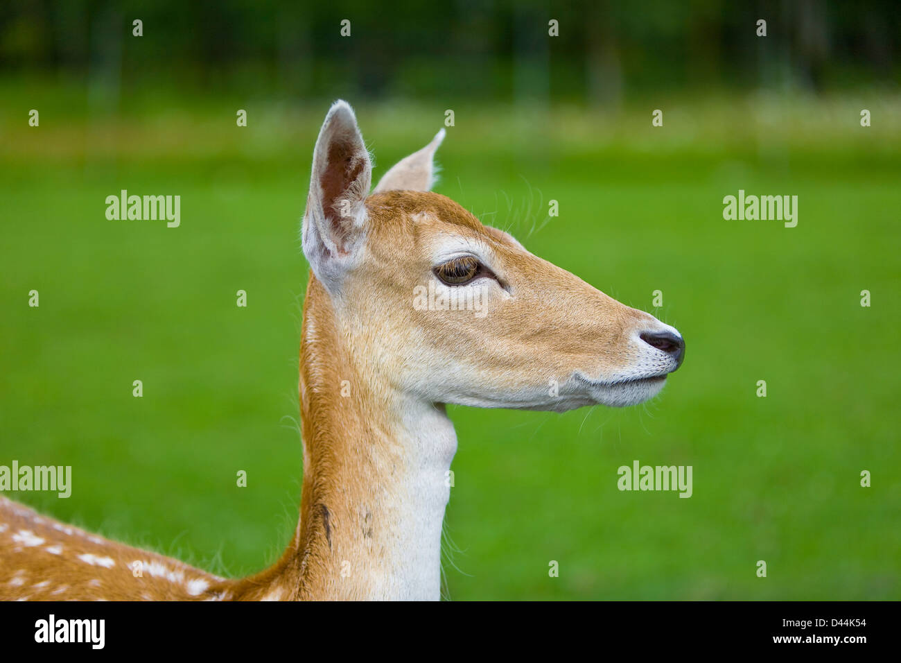 Fawn head hi-res stock photography and images - Alamy