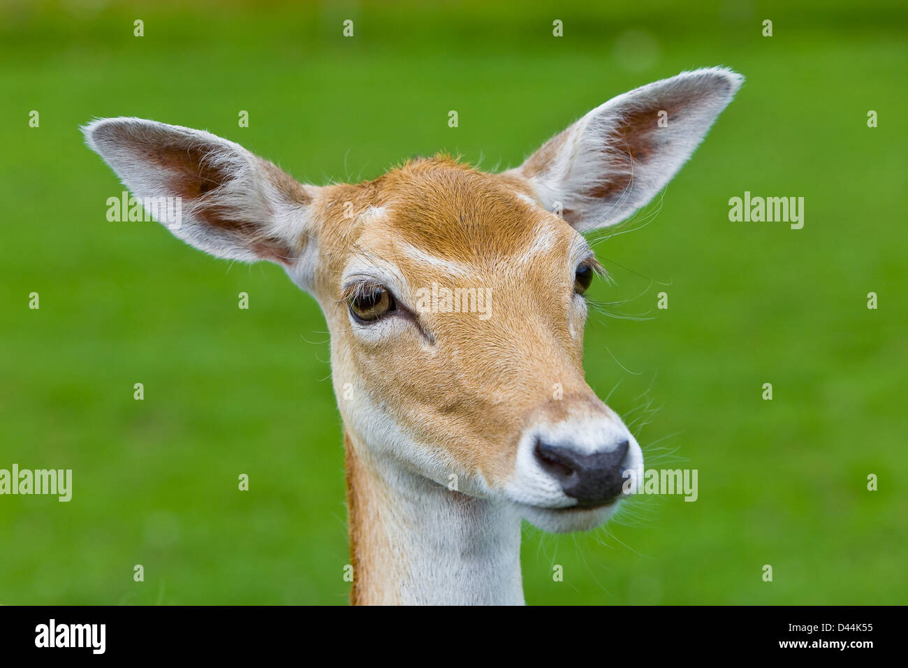 Fawn head hi-res stock photography and images - Alamy