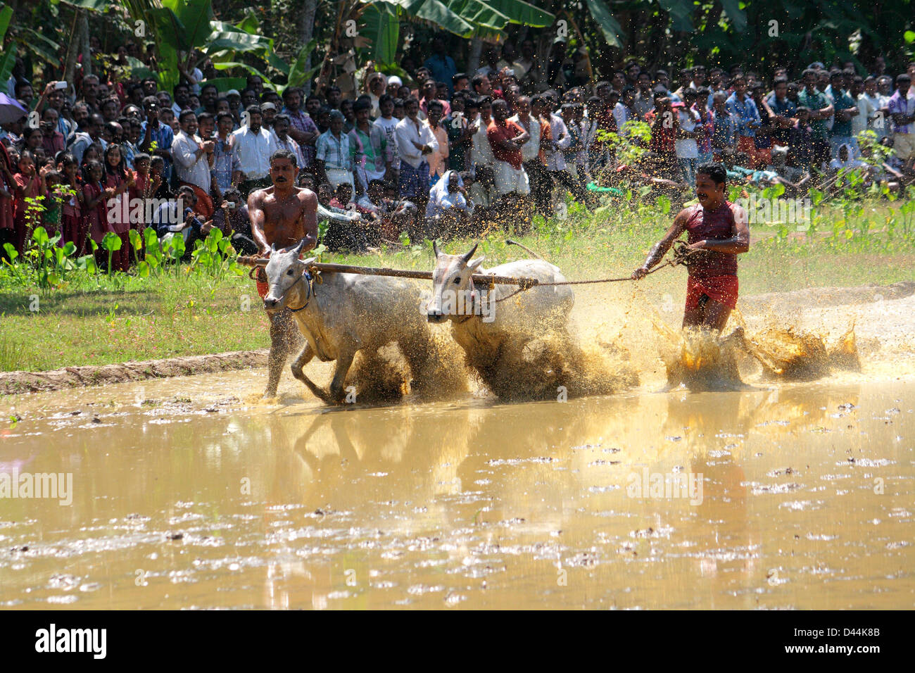 Bull race hi-res stock photography and images - Alamy
