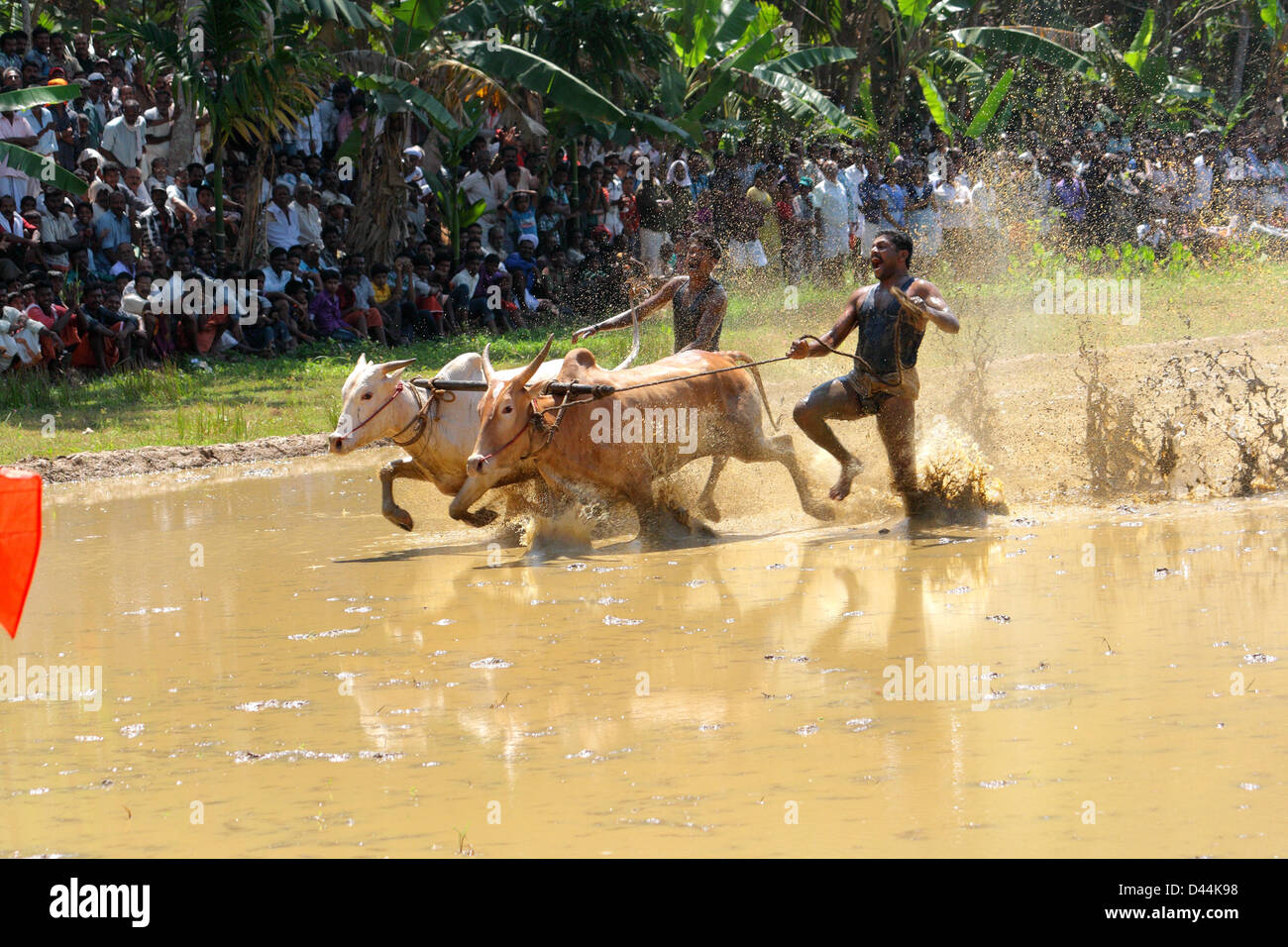 Maramadi, ox race or Bull Surfing in Kerala, India Stock Photo - Alamy