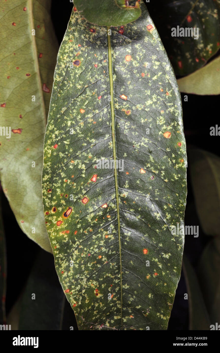 Pittosporum Undulatum Victorian Box