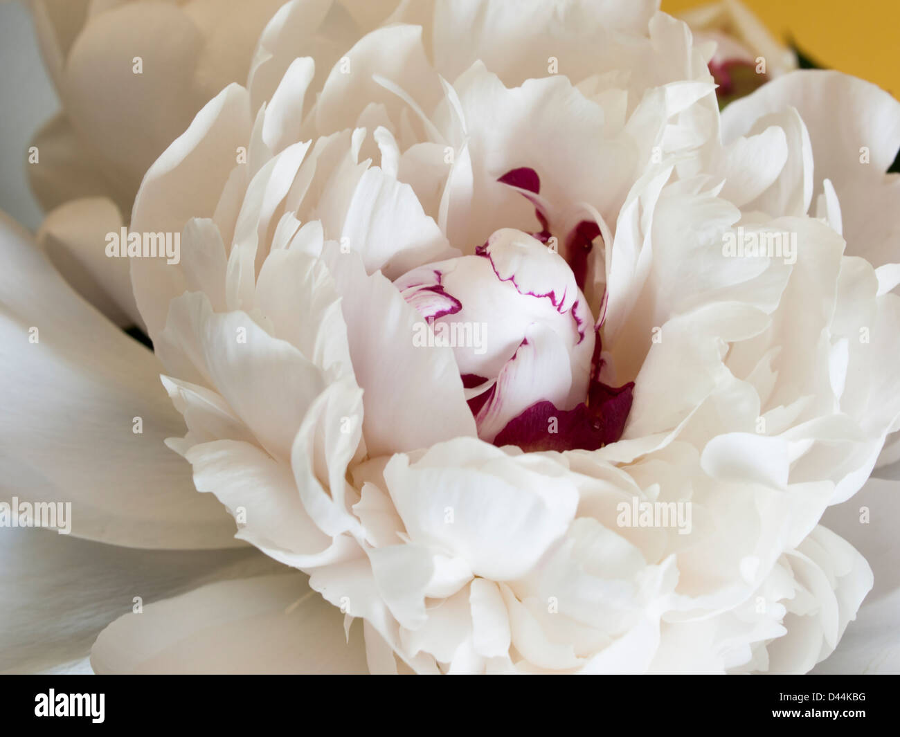 Peony or paeony have compound, deeply lobed leaves, and large, often ...
