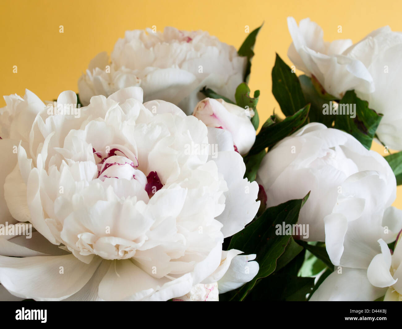 Peony or paeony have compound, deeply lobed leaves, and large, often ...
