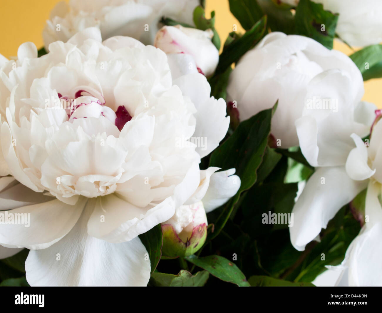 Peony or paeony have compound, deeply lobed leaves, and large, often ...