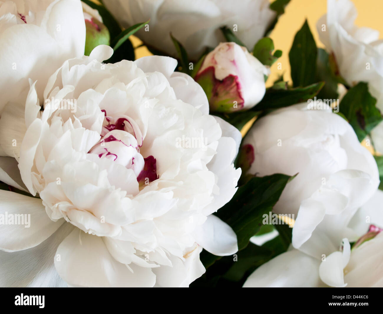 Peony or paeony have compound, deeply lobed leaves, and large, often ...