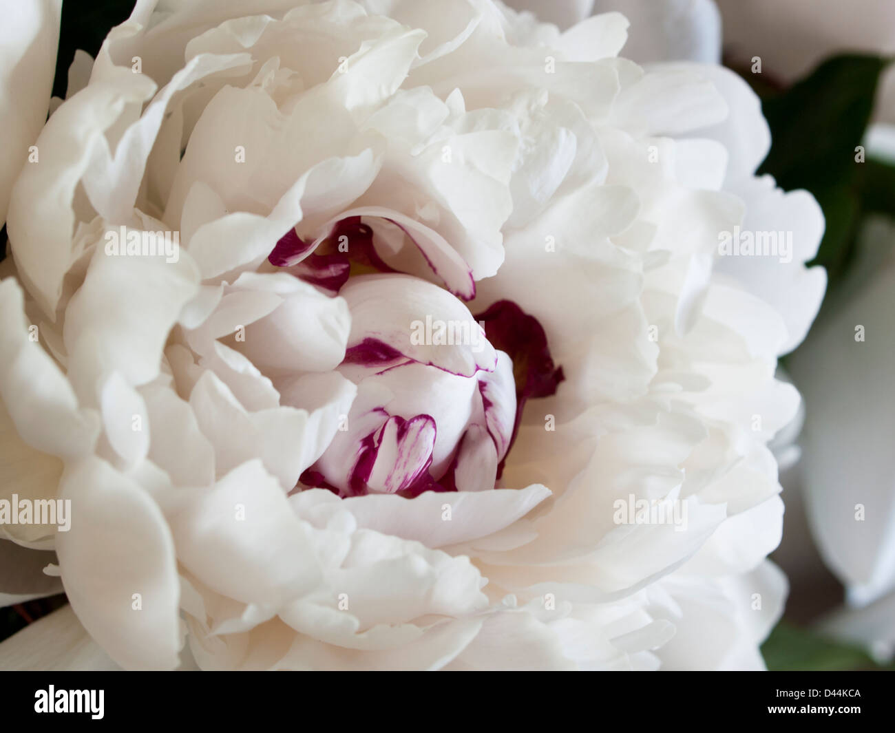 Peony or paeony have compound, deeply lobed leaves, and large, often ...