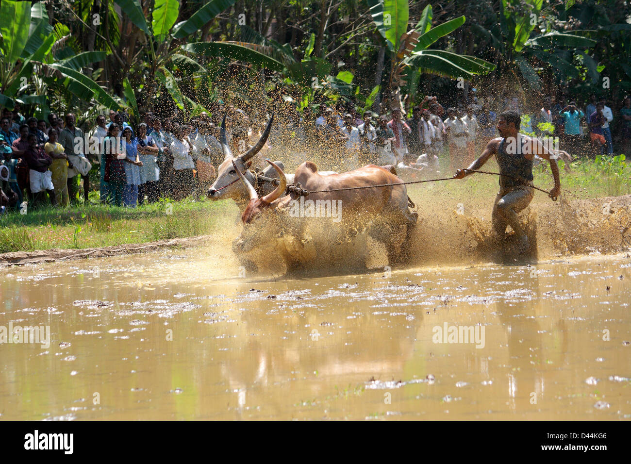 Maramadi, ox race or Bull Surfing in Kerala, India Stock Photo - Alamy