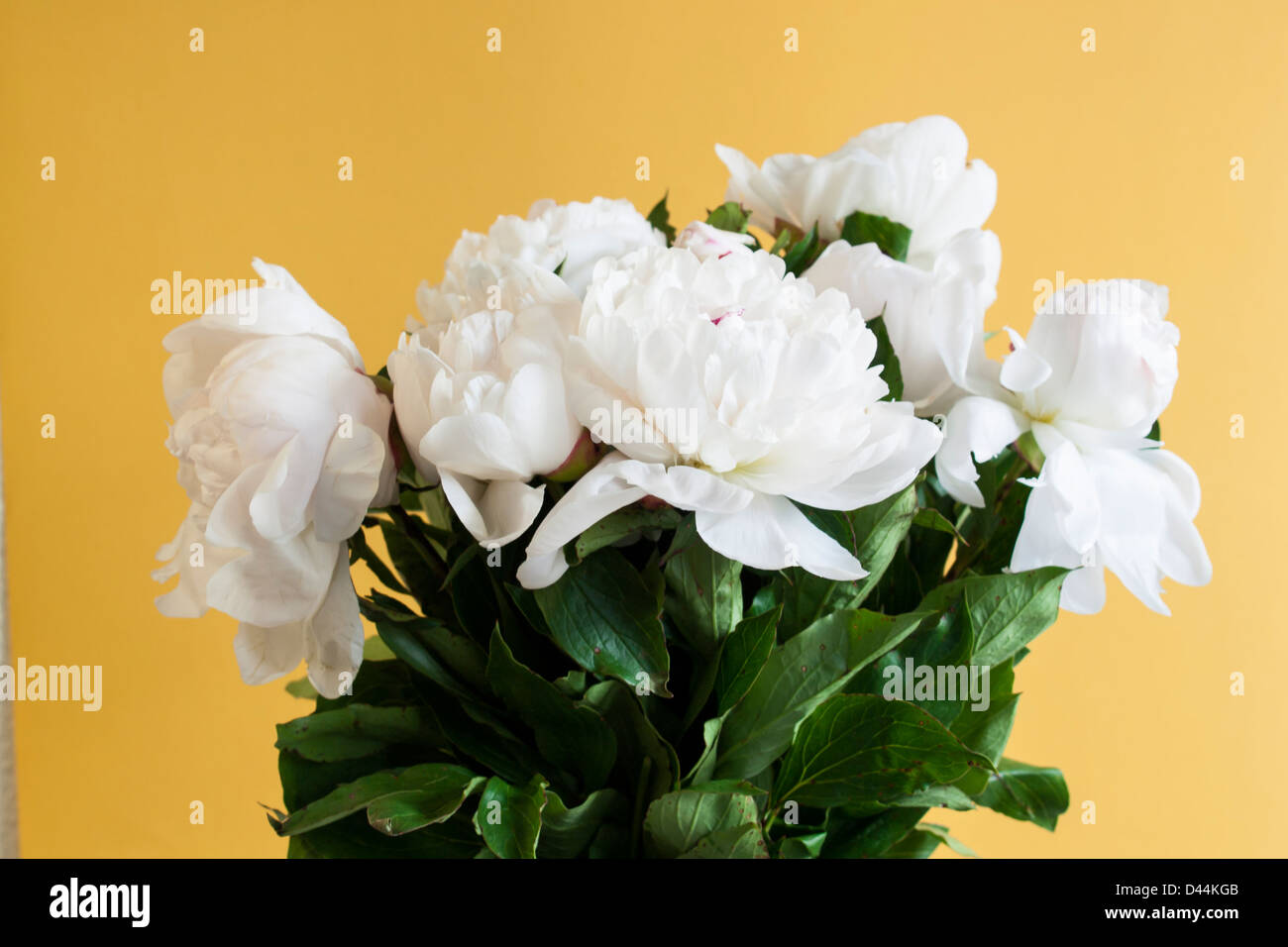 Peony or paeony have compound, deeply lobed leaves, and large, often ...