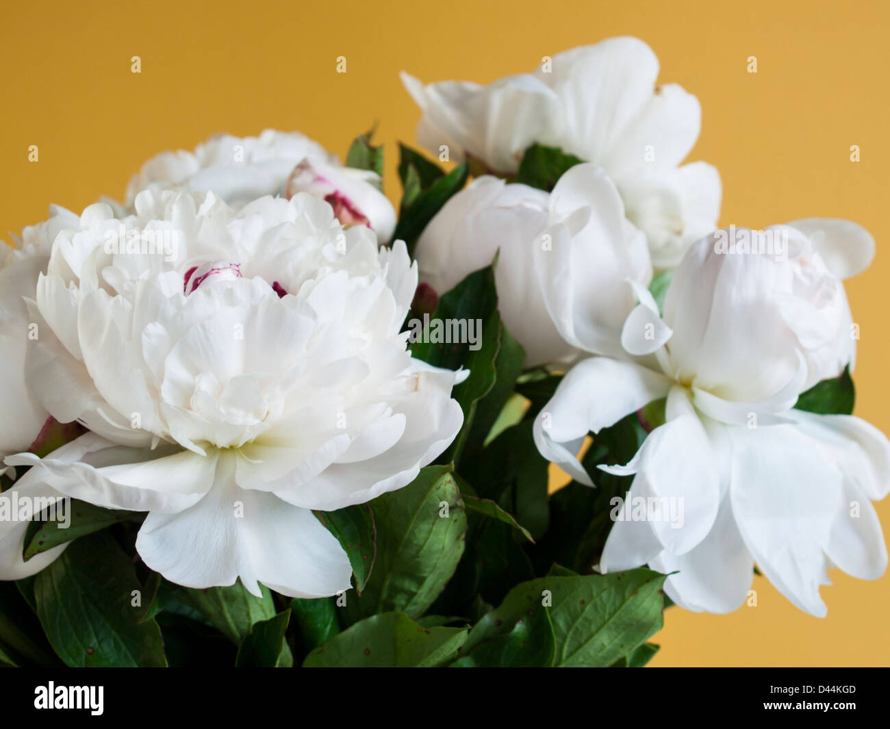 Peony or paeony have compound, deeply lobed leaves, and large, often ...