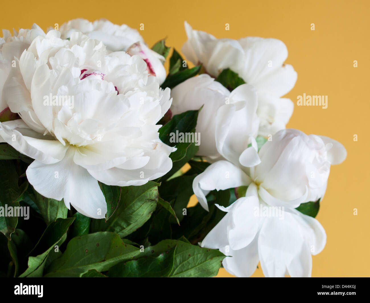 Peony or paeony have compound, deeply lobed leaves, and large, often ...
