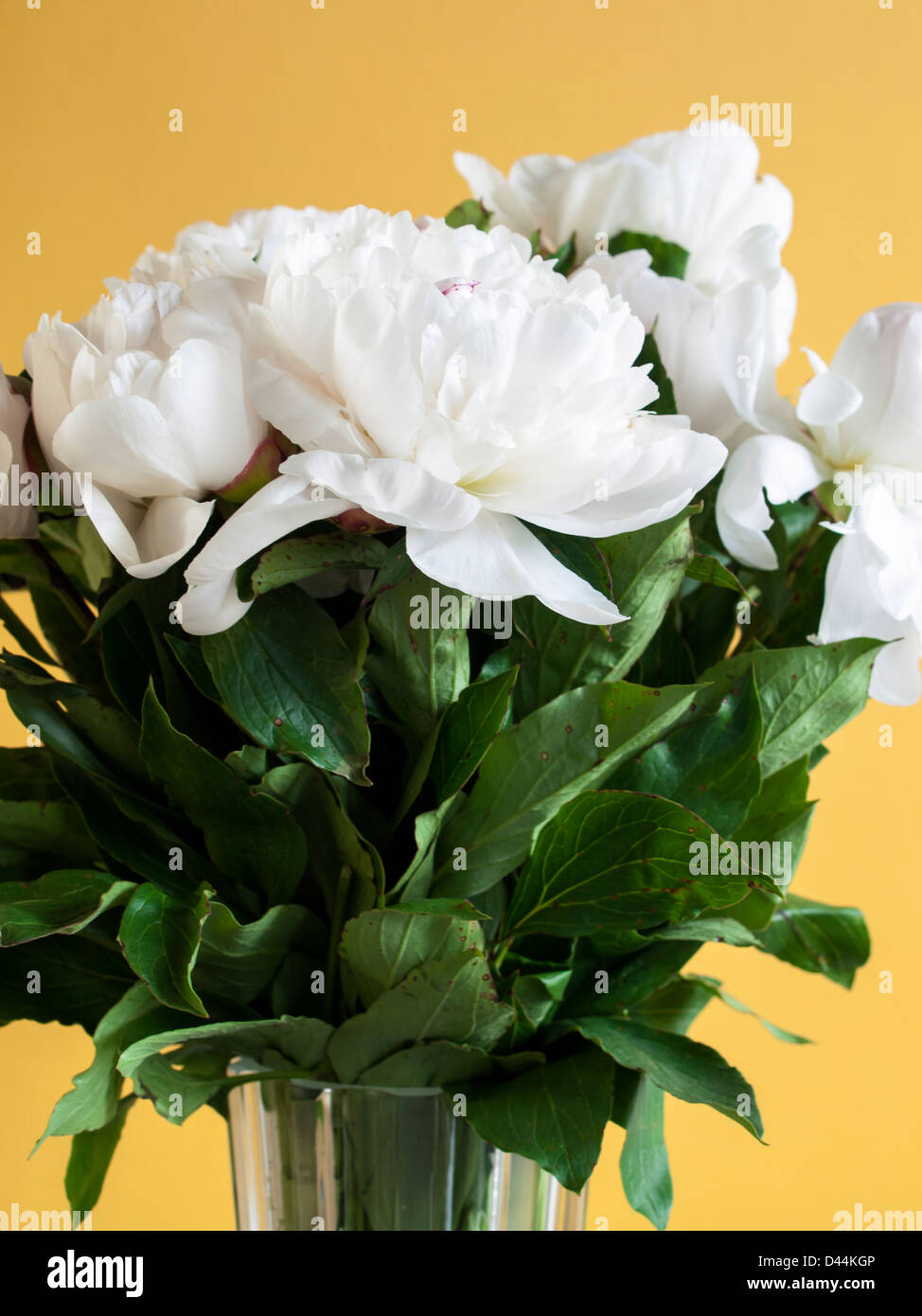Peony or paeony have compound, deeply lobed leaves, and large, often ...
