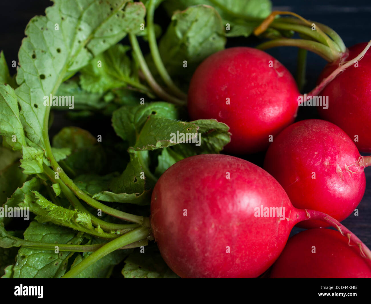 The radish is an edible root vegetable of the that was domesticated in ...