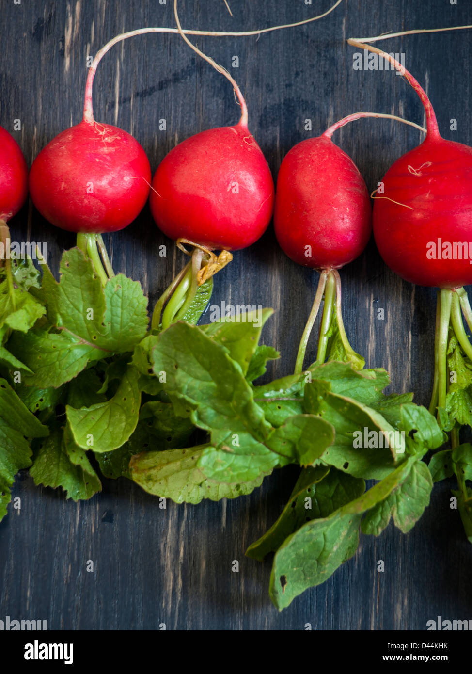 The radish is an edible root vegetable of the that was domesticated in ...