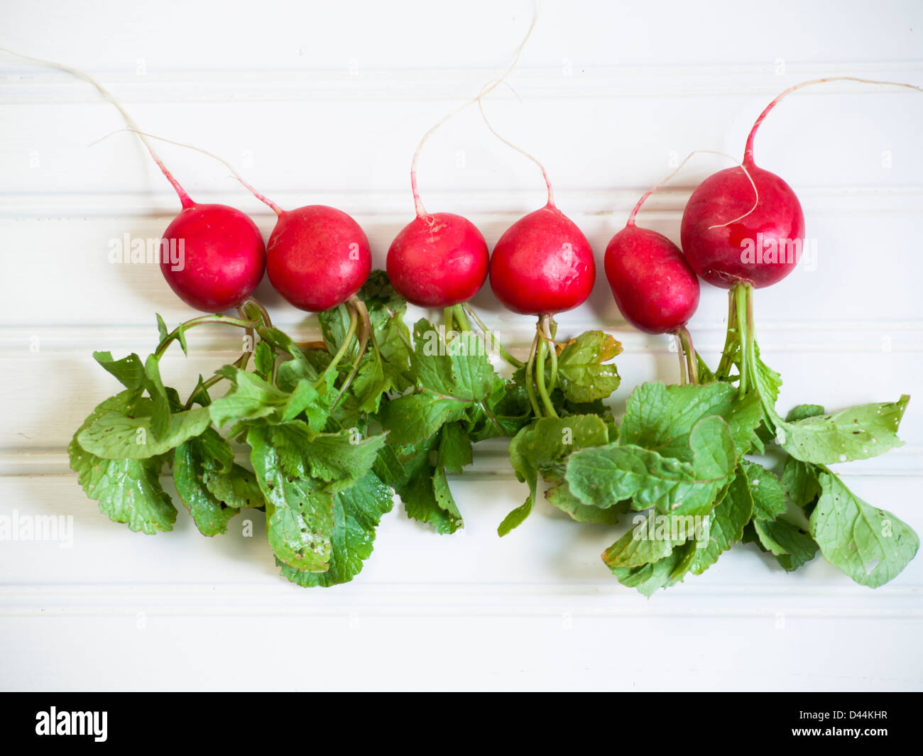The radish is an edible root vegetable of the that was domesticated in ...
