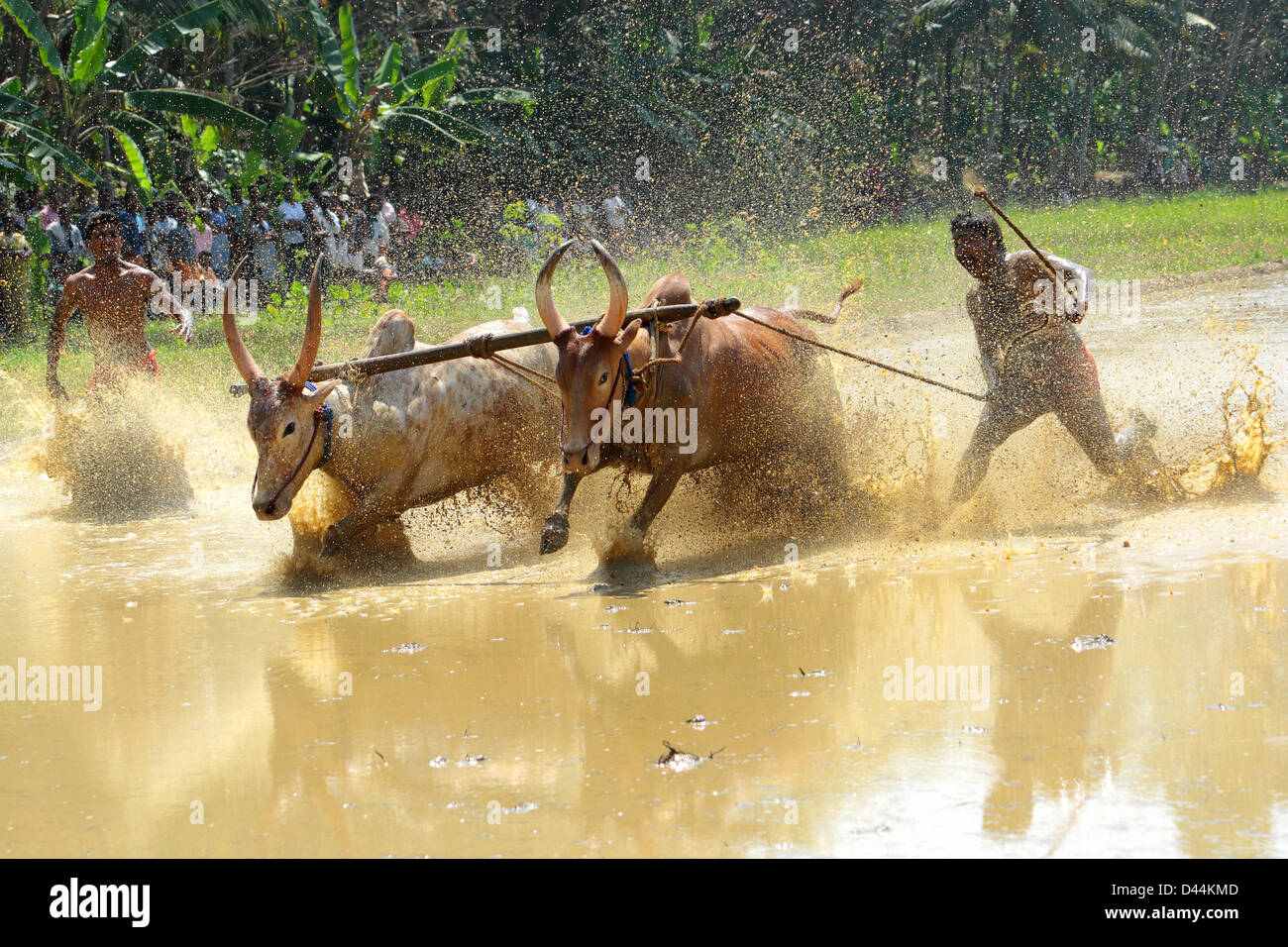 Maramadi, ox race or Bull Surfing in Kerala, India Stock Photo - Alamy