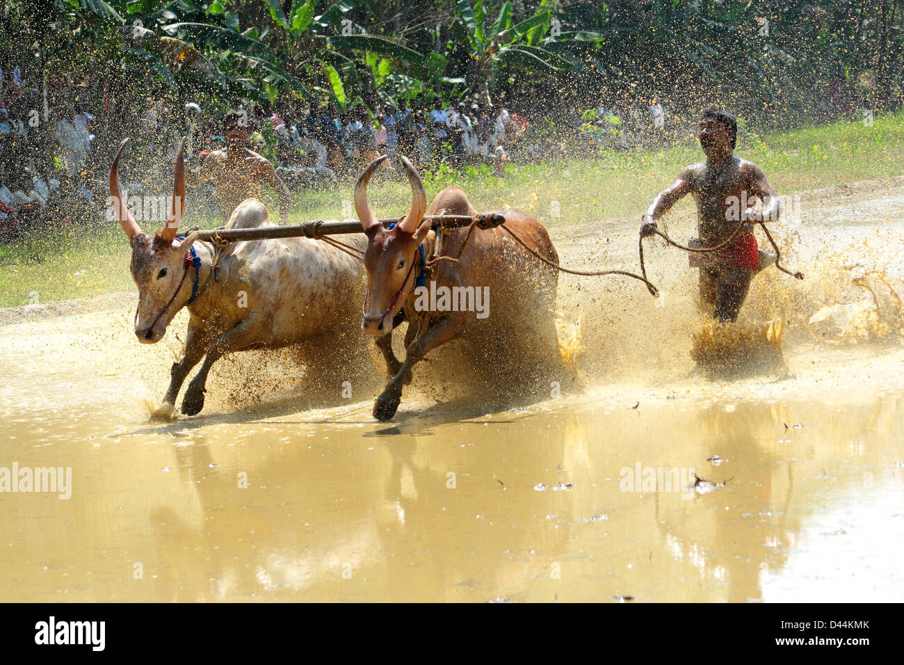 Kerala bull hi-res stock photography and images - Alamy