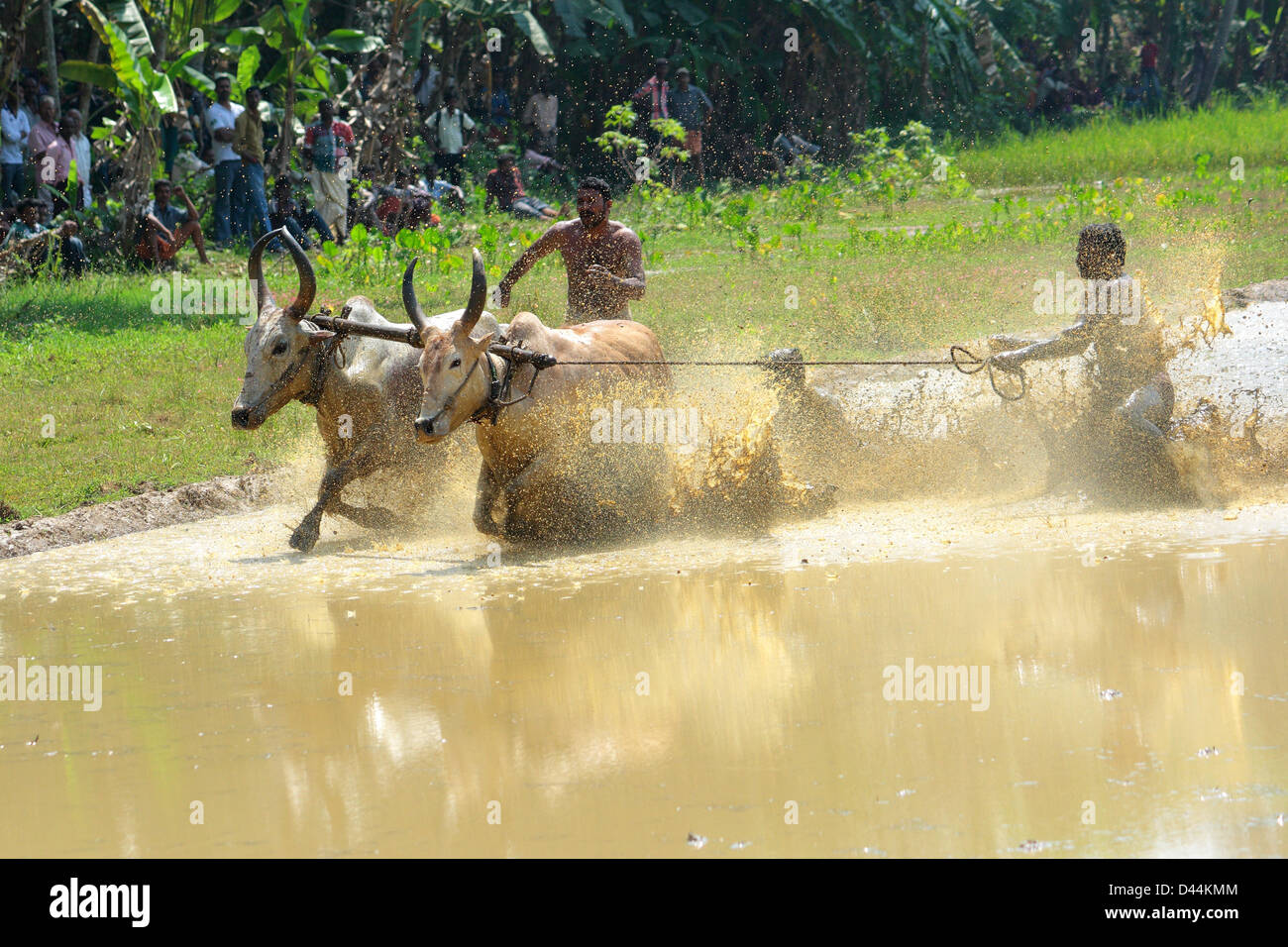Maramadi, ox race or Bull Surfing in Kerala, India Stock Photo - Alamy
