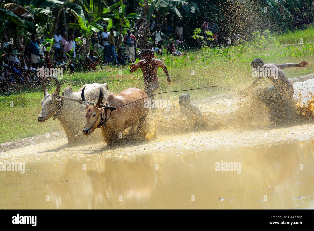 Maramadi, ox race or Bull Surfing in Kerala, India Stock Photo - Alamy